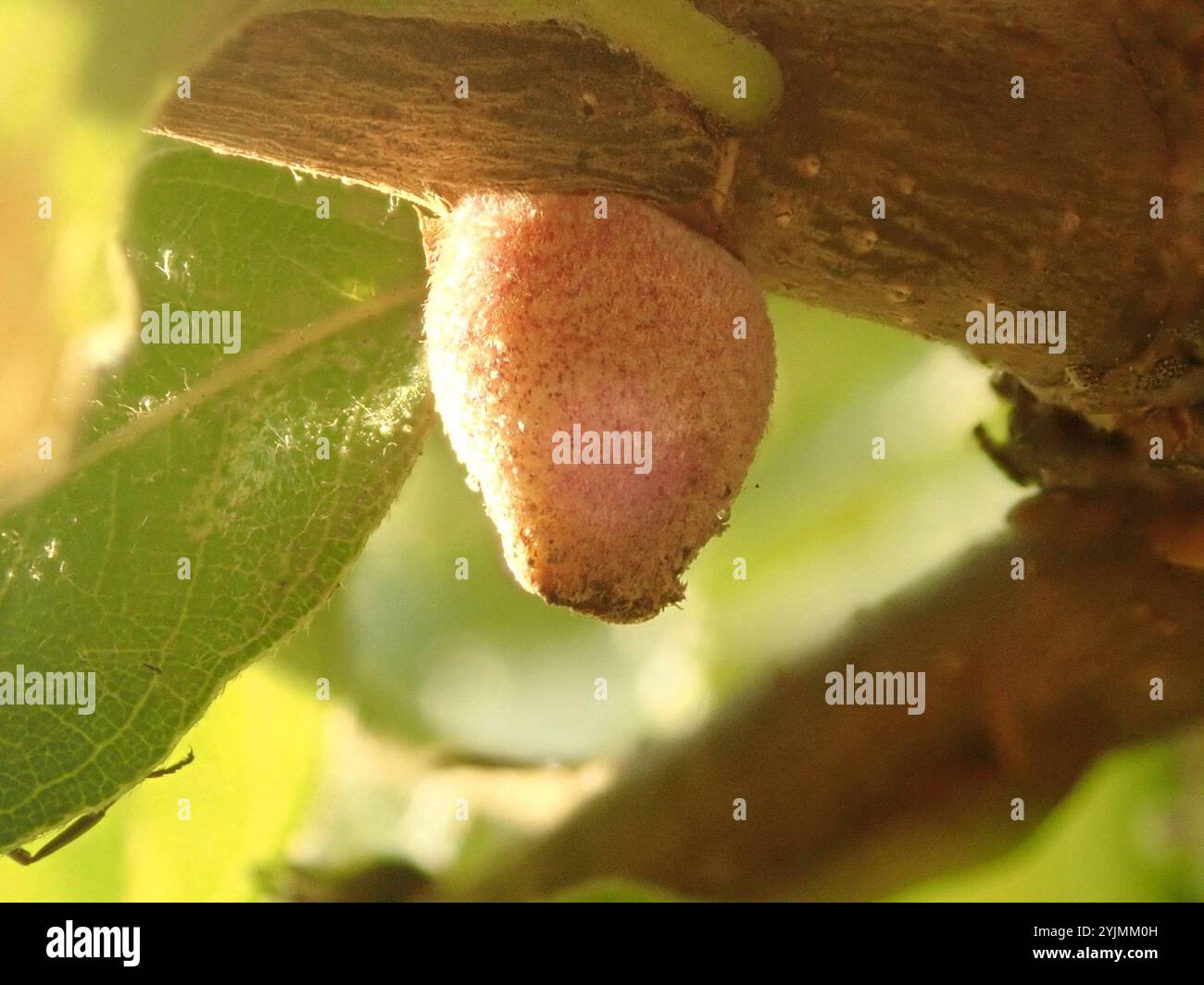 Oak Rough Bulletgall Wasp (Disholcaspis quercusmamma Stock Photo - Alamy