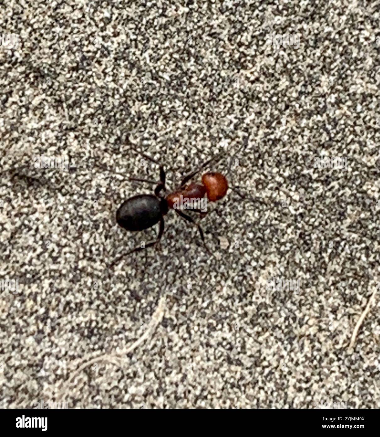Western Thatching Ant (Formica obscuripes Stock Photo - Alamy