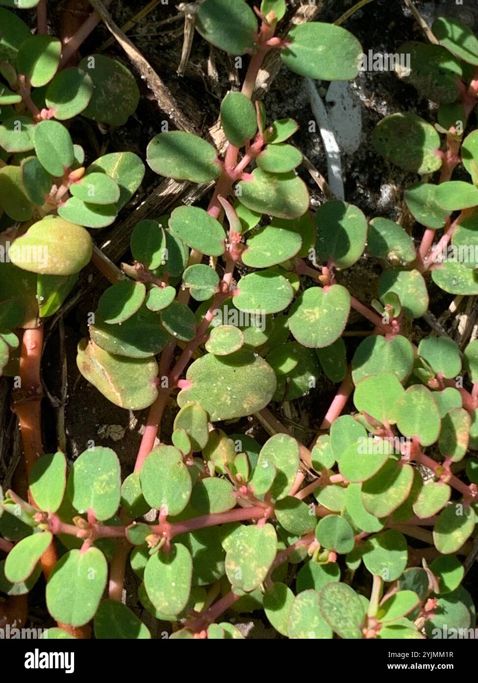 limestone sandmat (Euphorbia blodgettii Stock Photo - Alamy