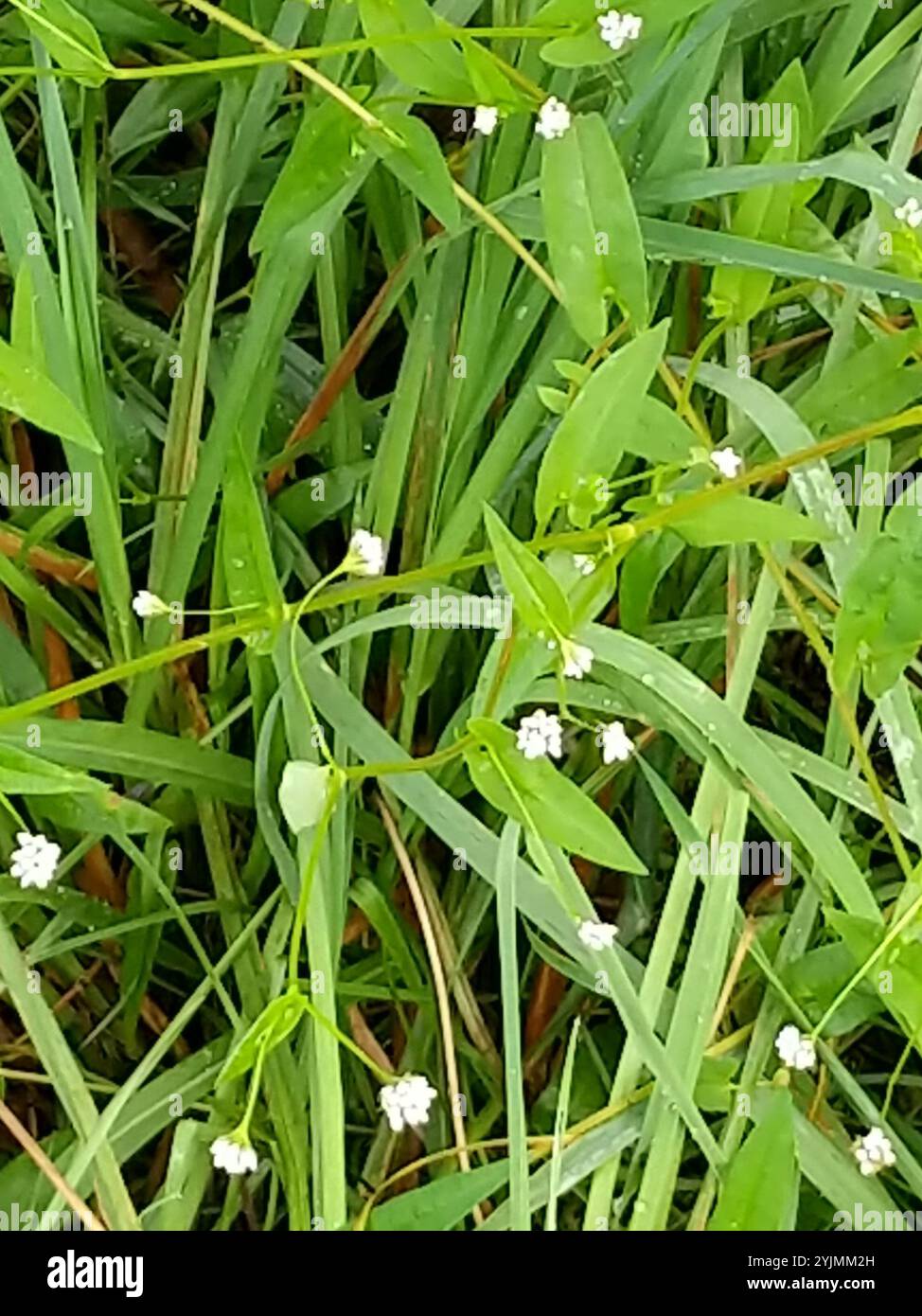 arrow-leaved tearthumb (Persicaria sagittata Stock Photo - Alamy