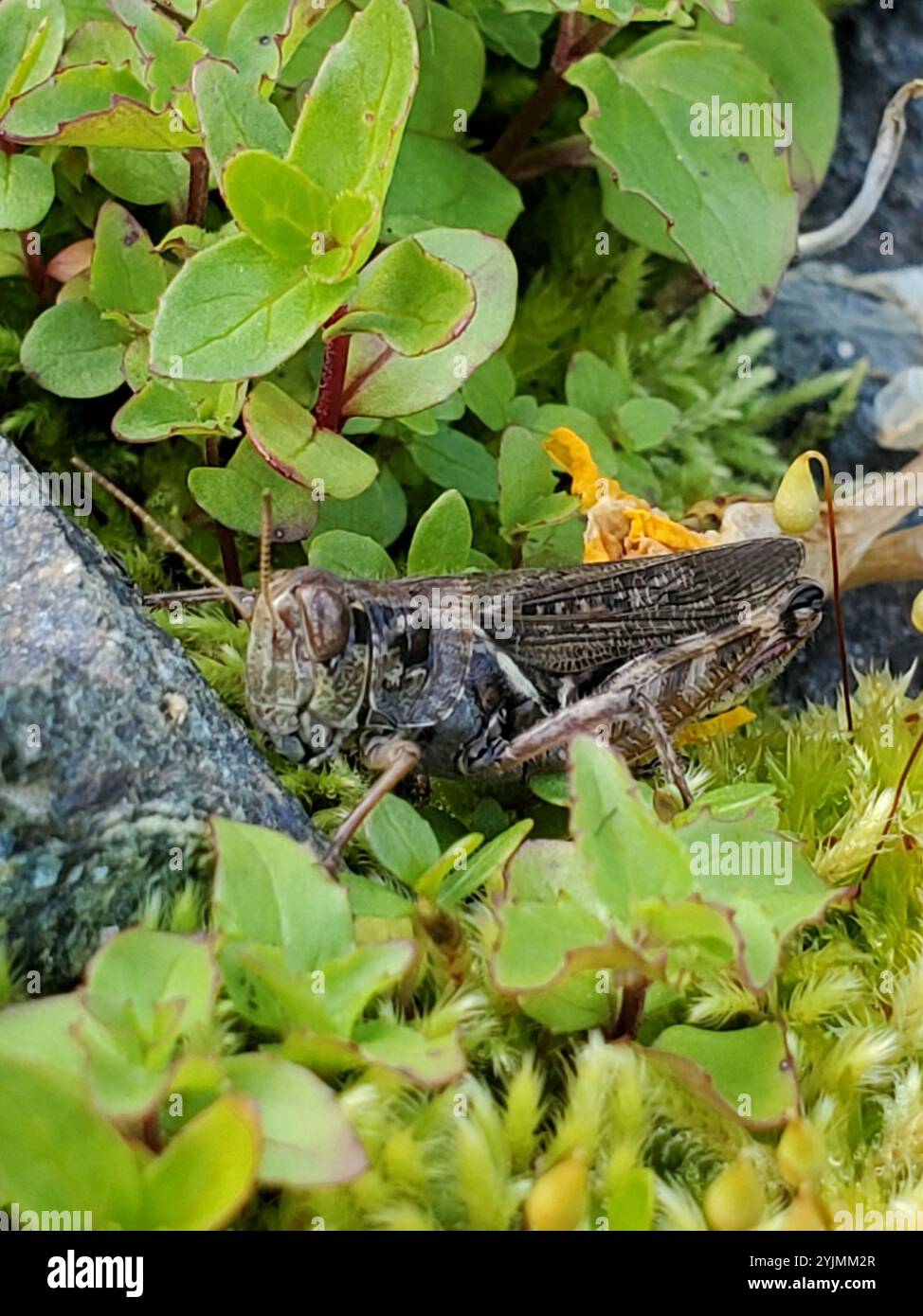 Migratory Grasshopper (Melanoplus sanguinipes Stock Photo - Alamy