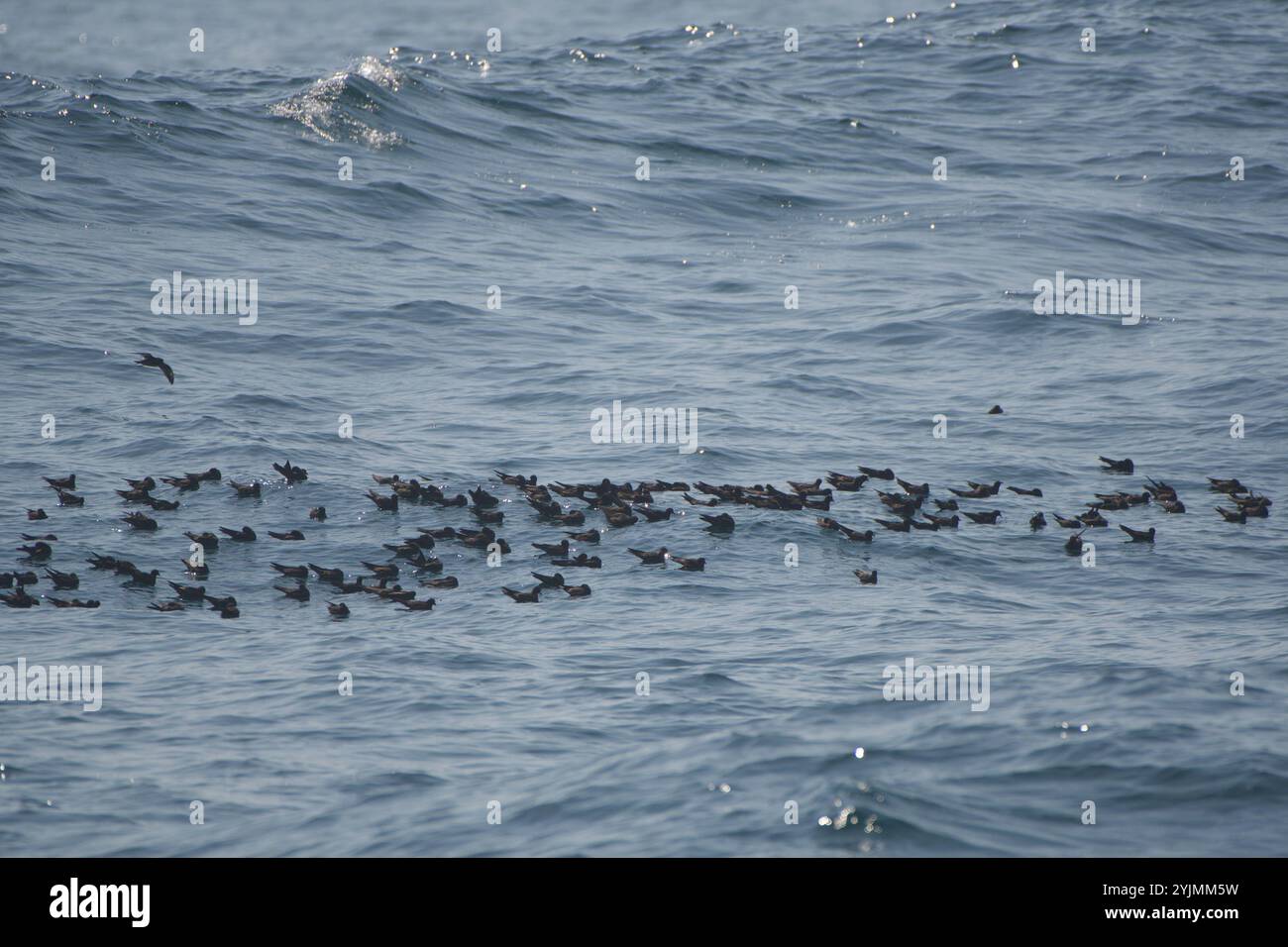 Northern Storm-Petrels (Hydrobates Stock Photo - Alamy