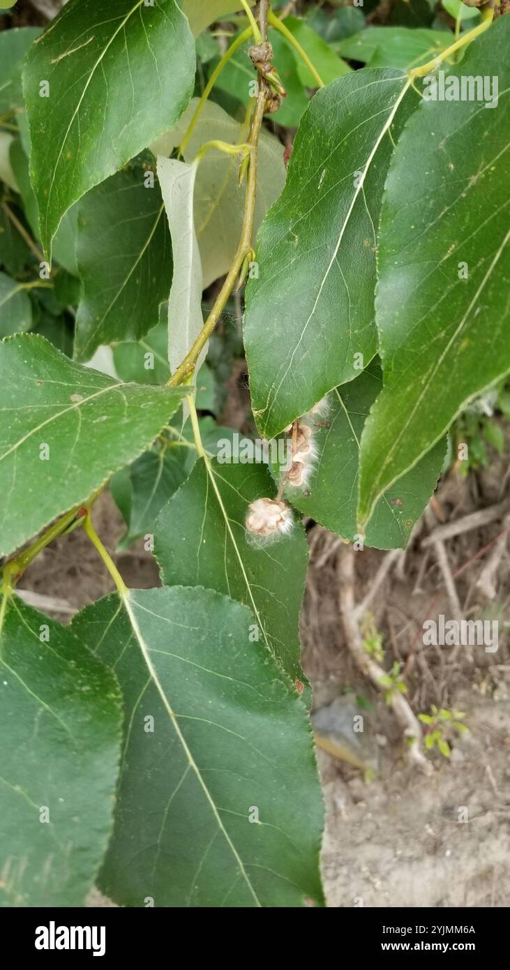 black cottonwood (Populus trichocarpa Stock Photo - Alamy
