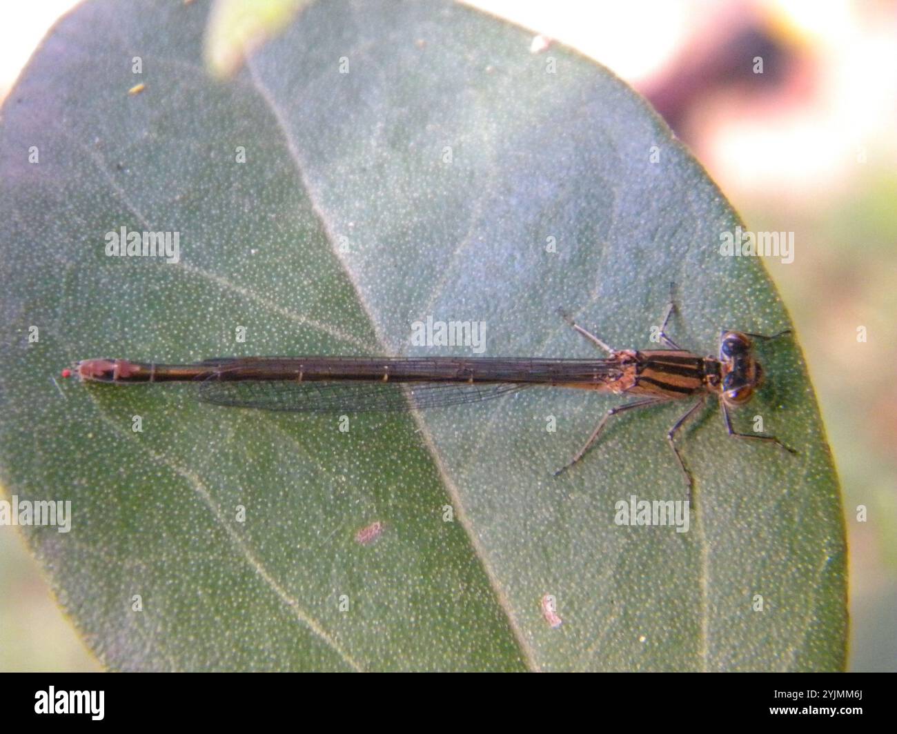 Mountain Sprite (Pseudagrion draconis Stock Photo - Alamy
