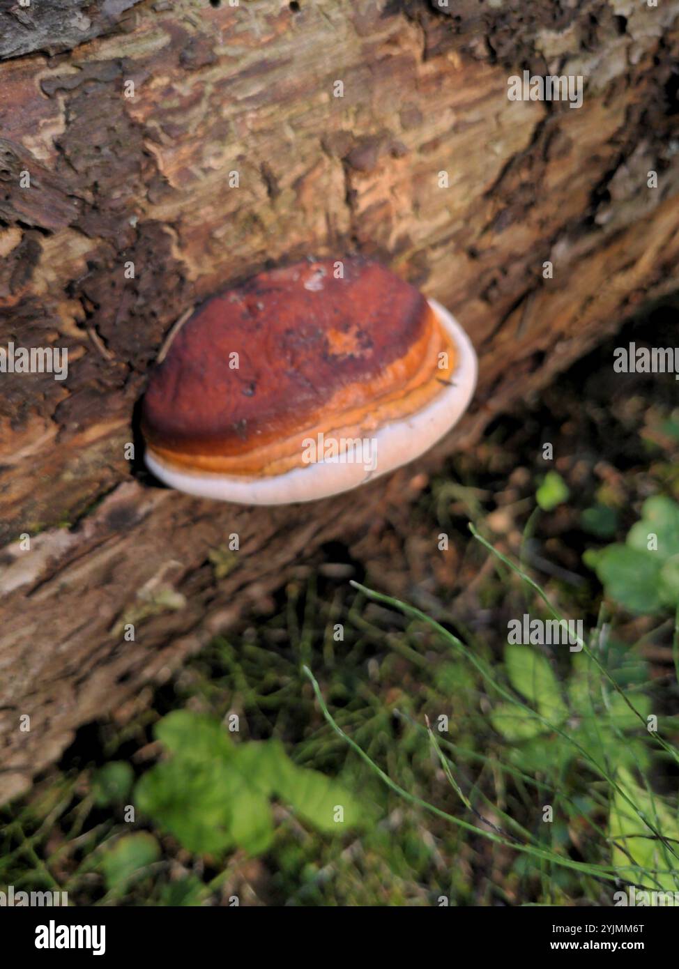 Red-banded Conks (Fomitopsis pinicola Stock Photo - Alamy