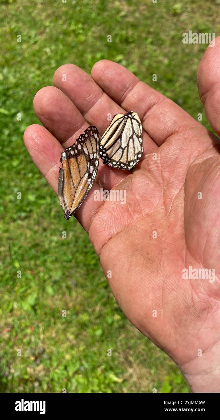 Monarch (Danaus plexippus Stock Photo - Alamy