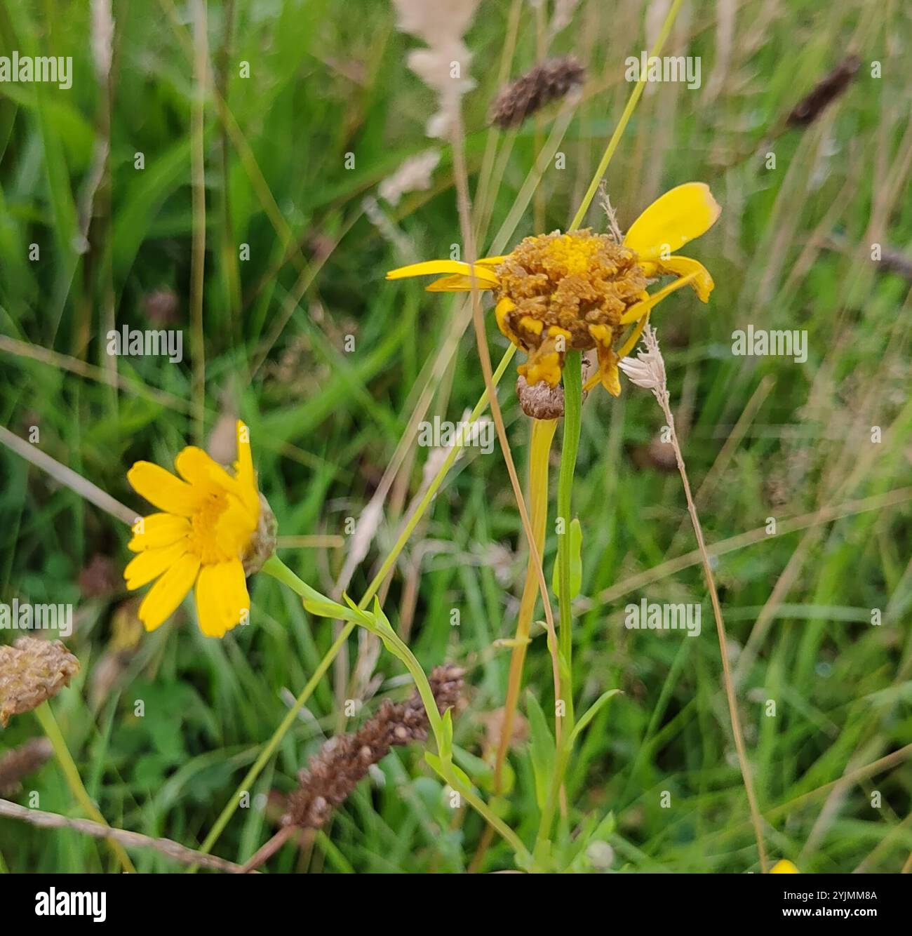 Corn Marigold (Glebionis segetum Stock Photo - Alamy
