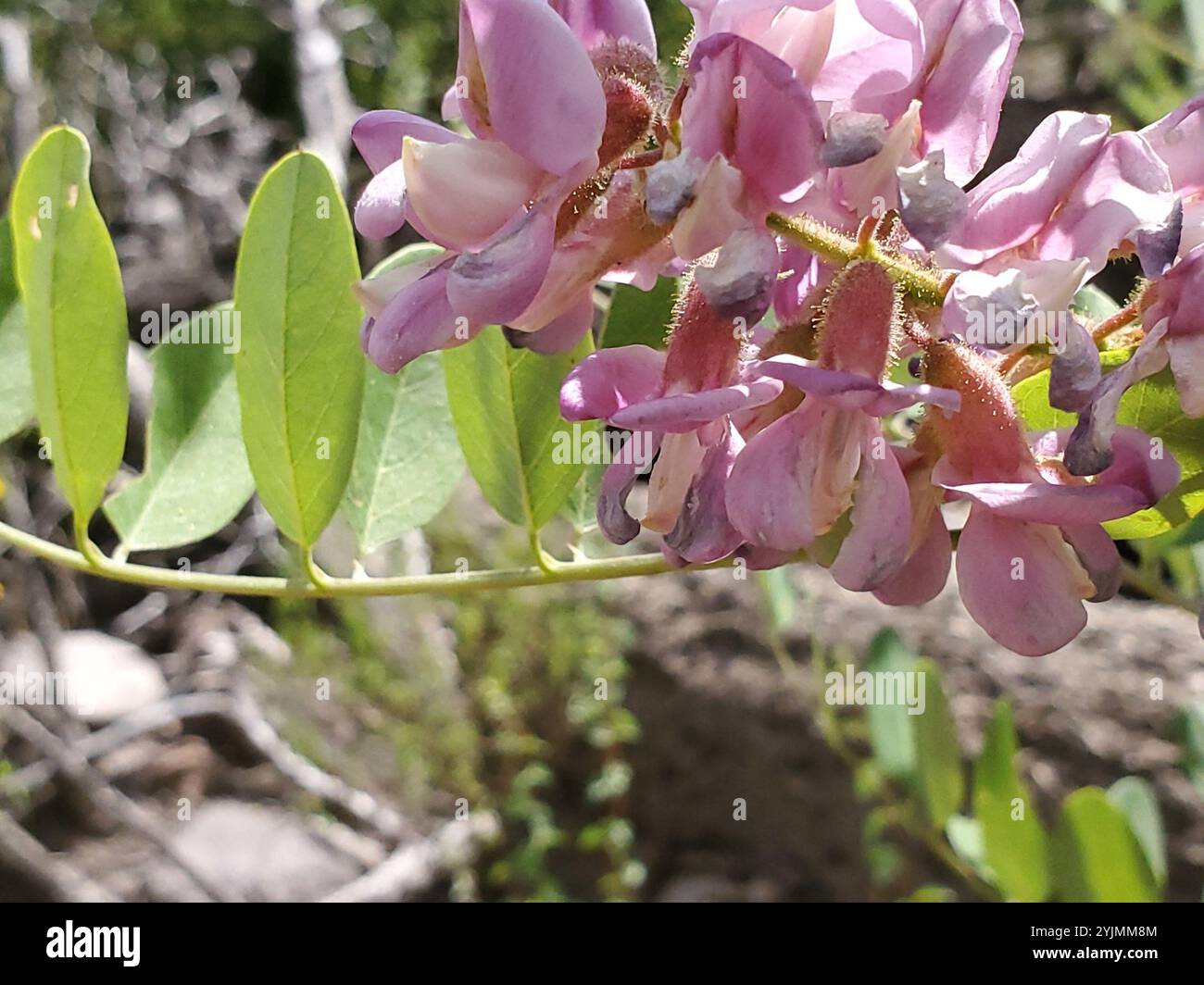 New Mexico locust (Robinia neomexicana Stock Photo - Alamy
