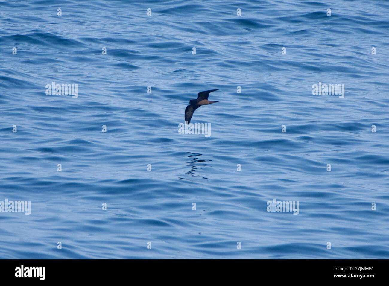 Black Storm-Petrel (Hydrobates melania Stock Photo - Alamy