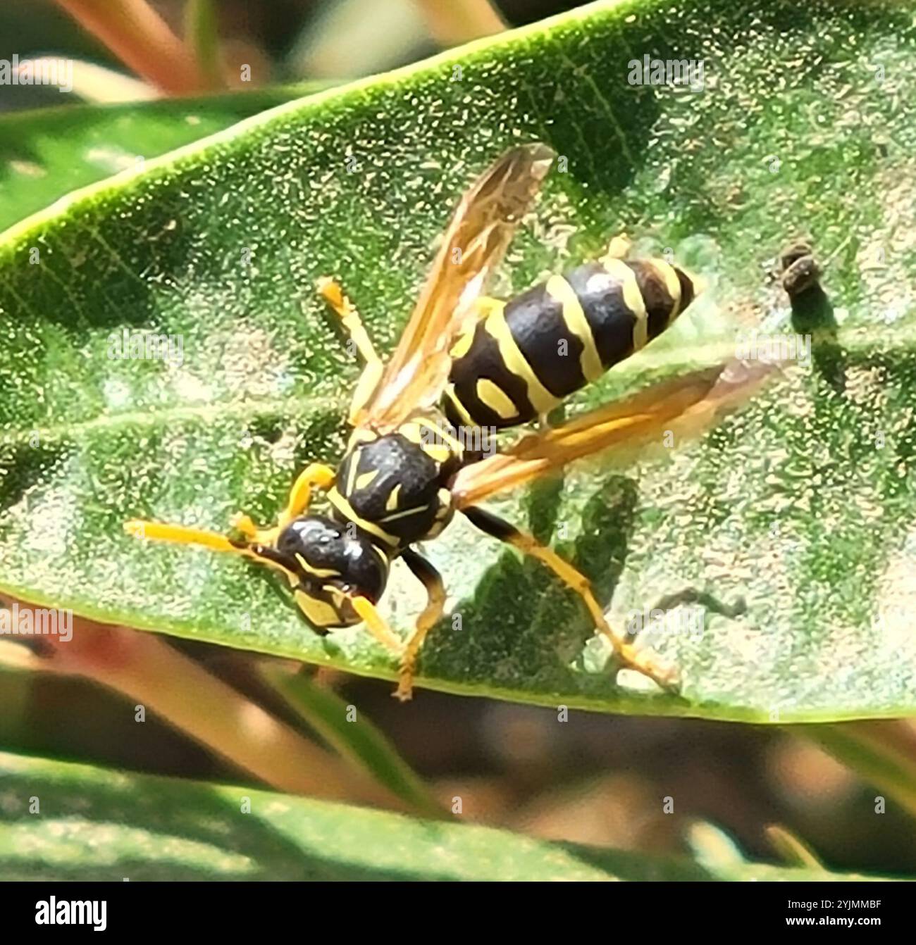 European Paper Wasp (Polistes dominula Stock Photo - Alamy