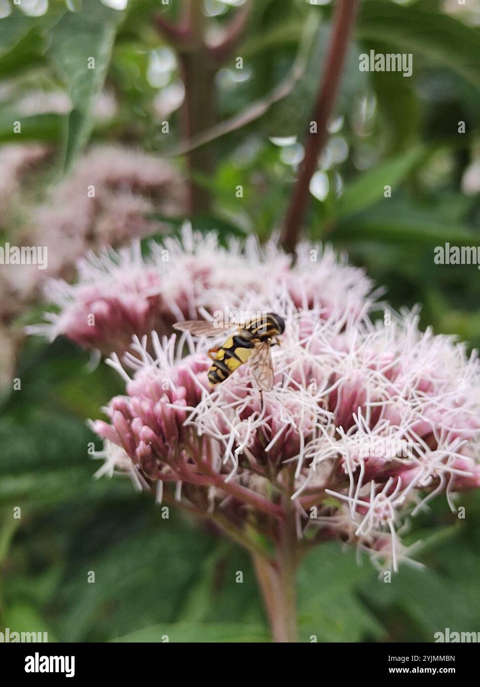 Sun Fly (Helophilus pendulus Stock Photo - Alamy