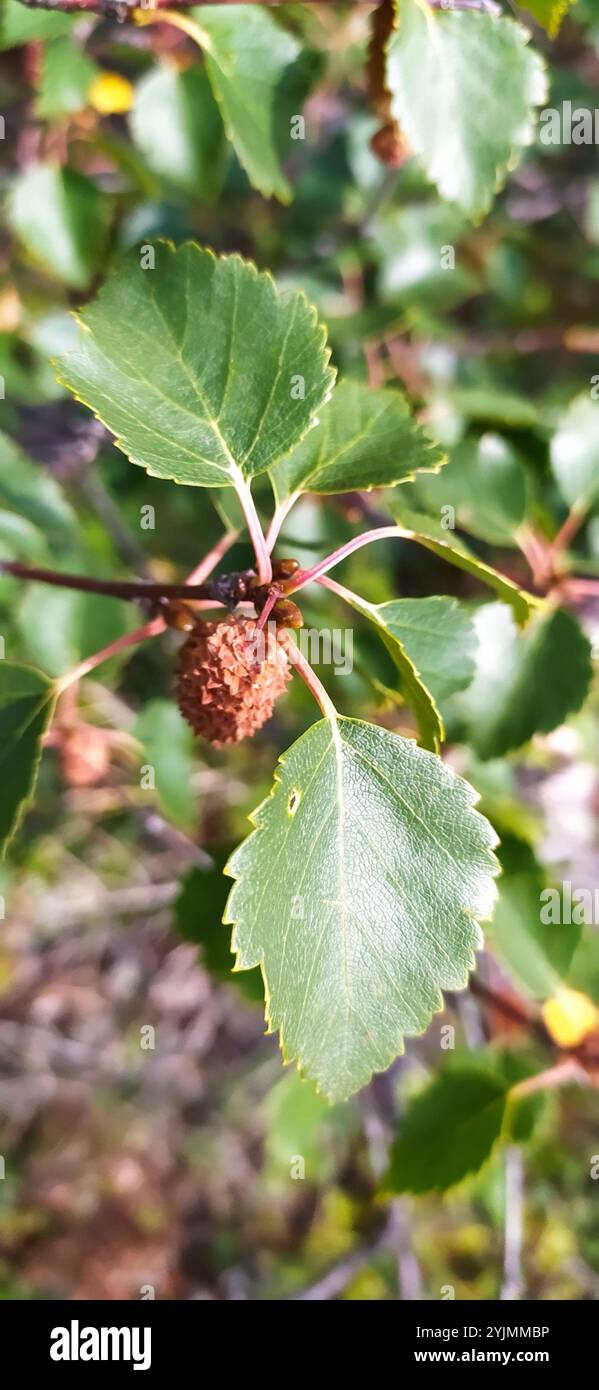 northern birch (Betula pubescens pumila Stock Photo - Alamy