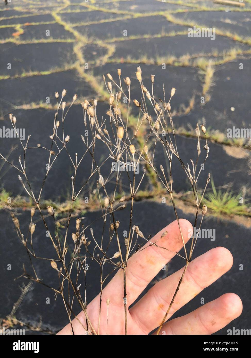 Silene antirrhina hi-res stock photography and images - Alamy
