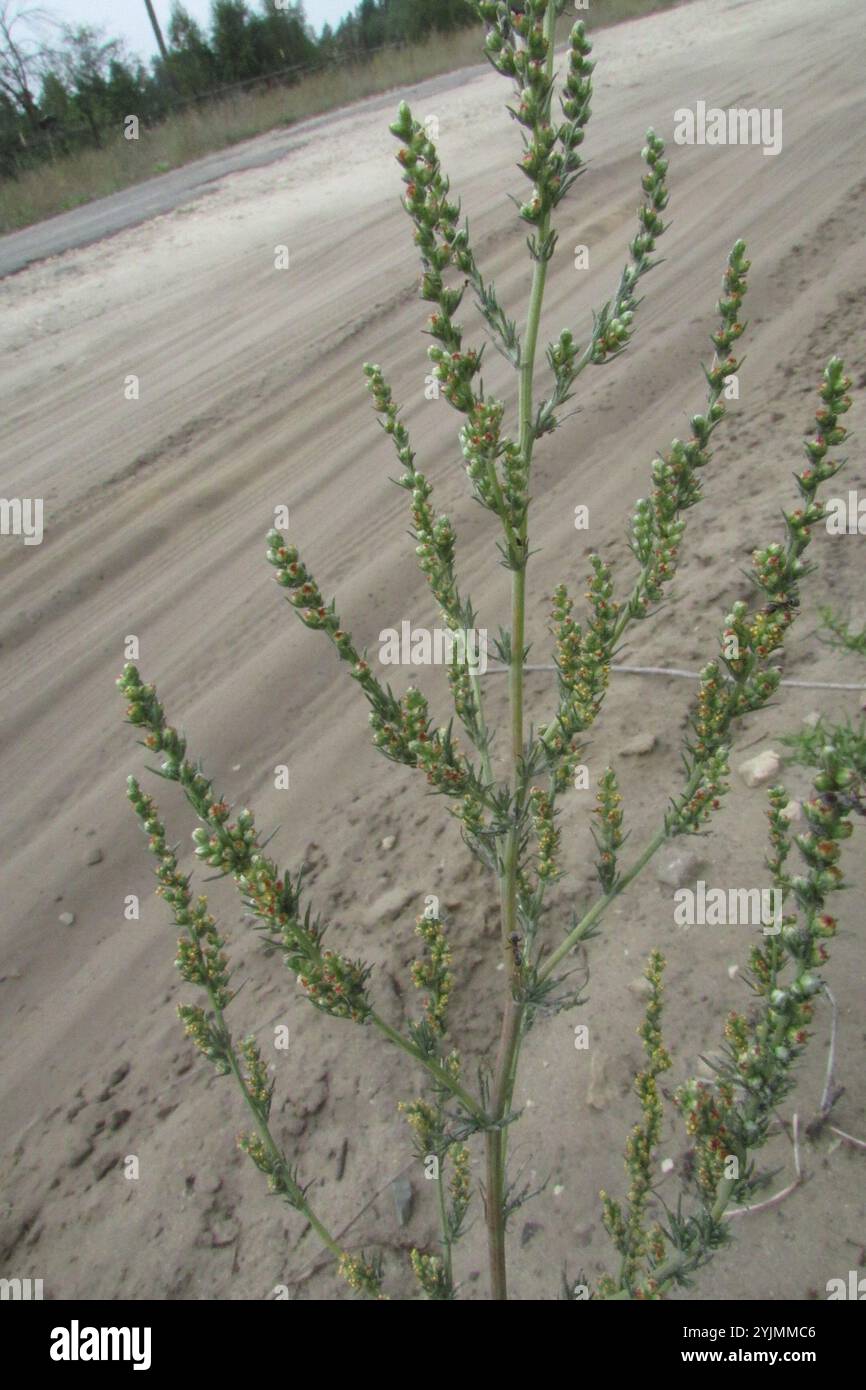 Field Sagewort (Artemisia campestris Stock Photo - Alamy