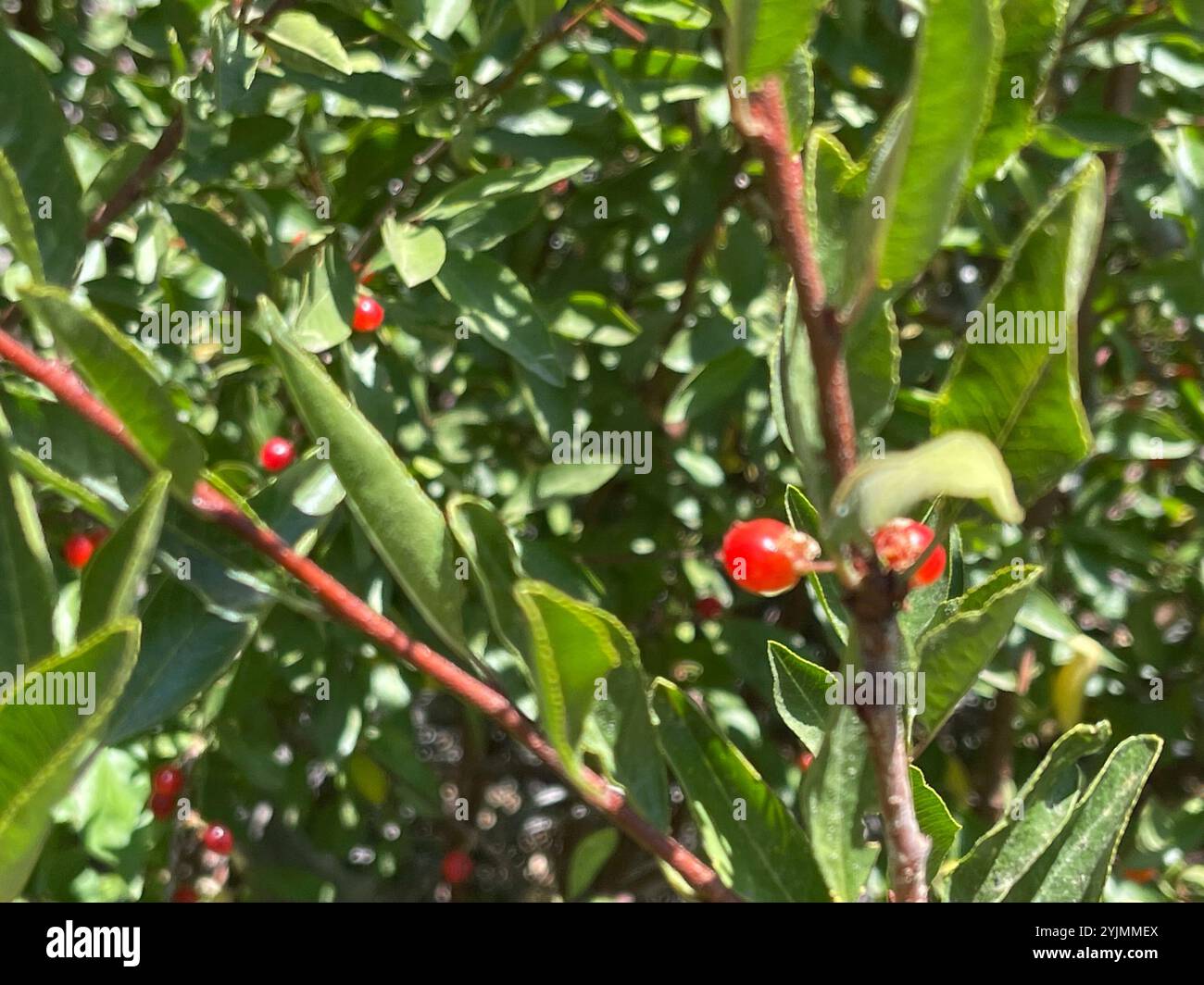 Prunus emarginata hi-res stock photography and images - Alamy
