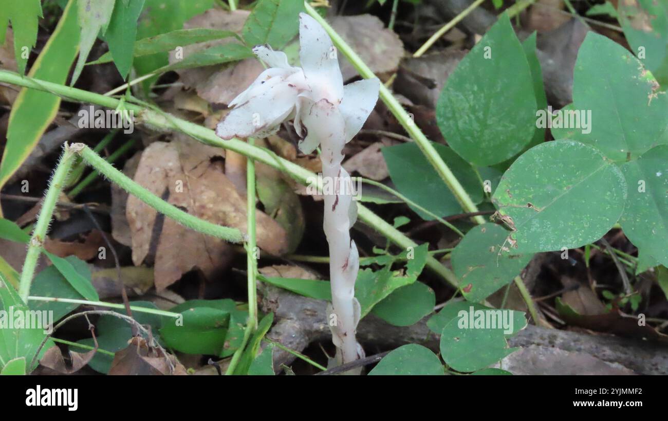 Ghost Pipe (Monotropa uniflora Stock Photo - Alamy