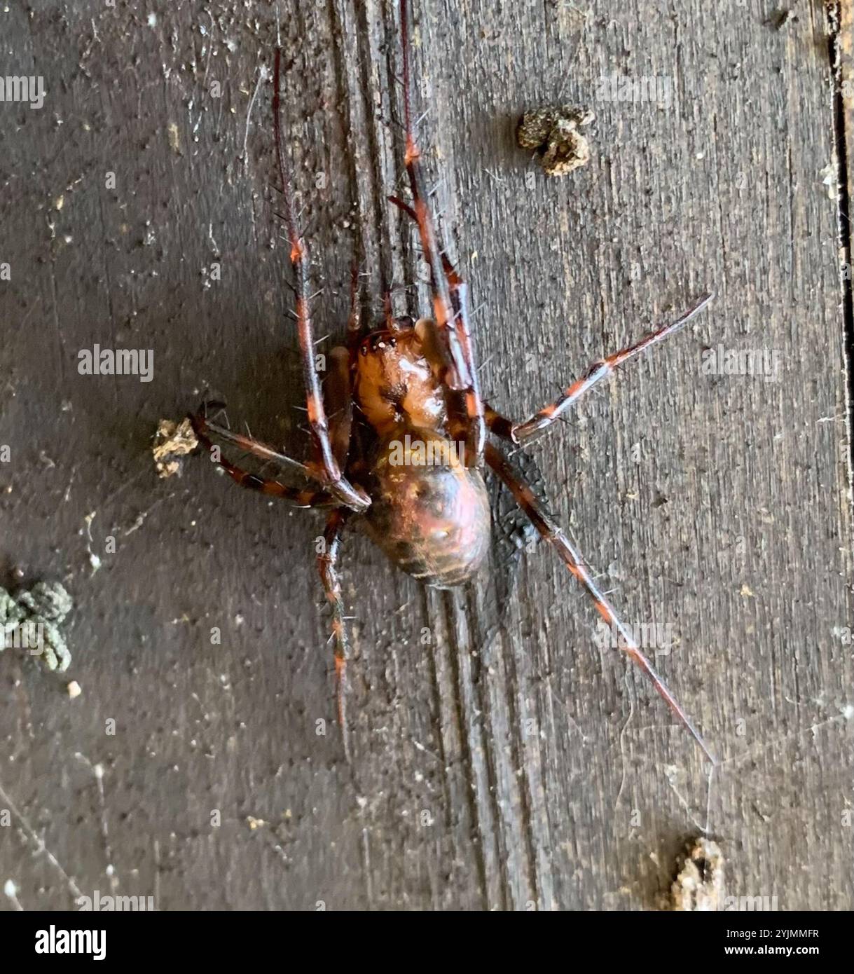 European cave spider (Meta menardi Stock Photo - Alamy