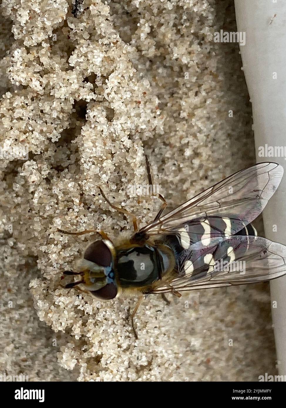 Eurasian Smoothwing (Scaeva pyrastri Stock Photo - Alamy