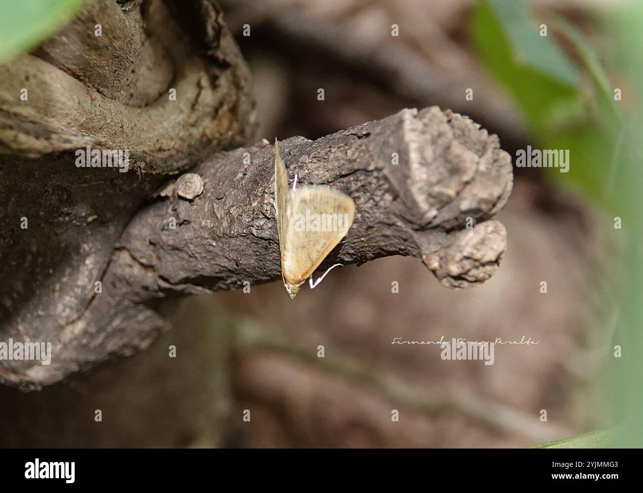 American Lotus Borer Moth (Ostrinia penitalis Stock Photo - Alamy