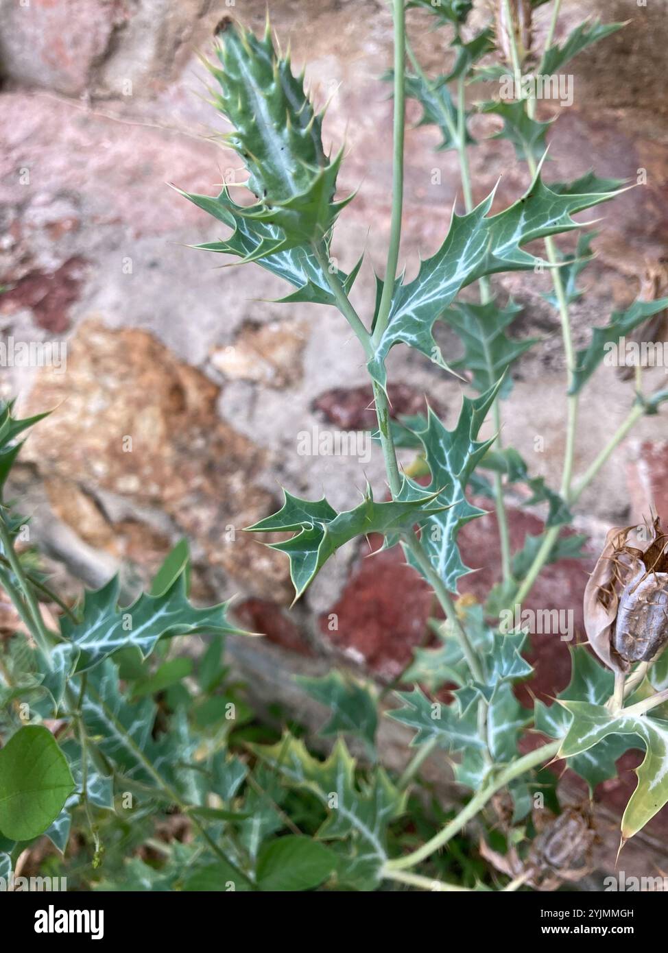 Mexican prickly poppy (Argemone mexicana Stock Photo - Alamy