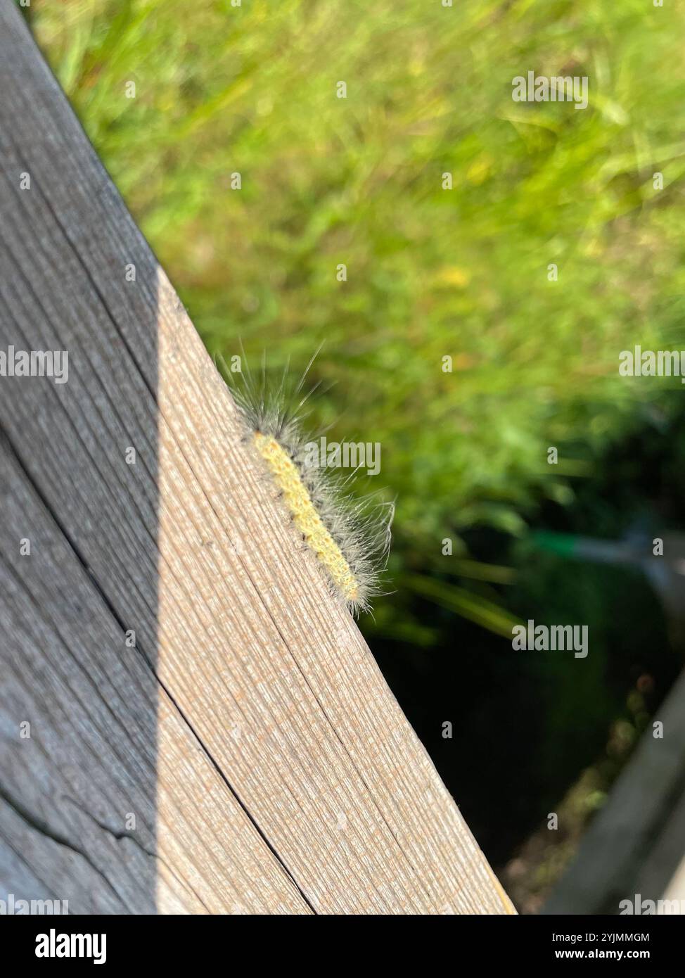 Fall Webworm Moth (Hyphantria cunea Stock Photo - Alamy