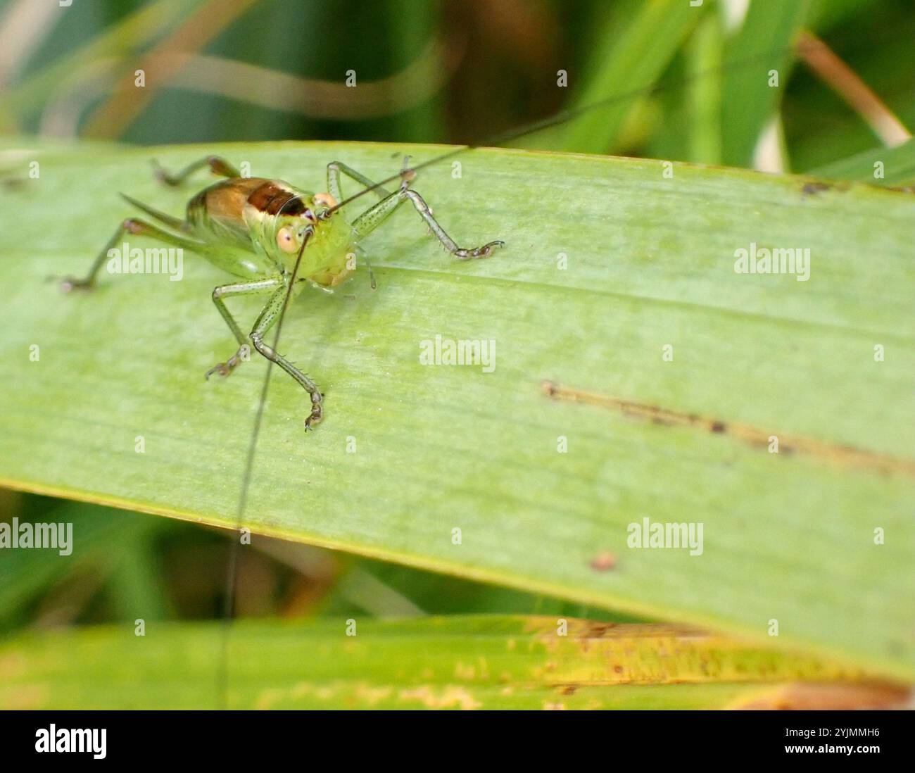 Short-winged Conehead (Conocephalus dorsalis Stock Photo - Alamy