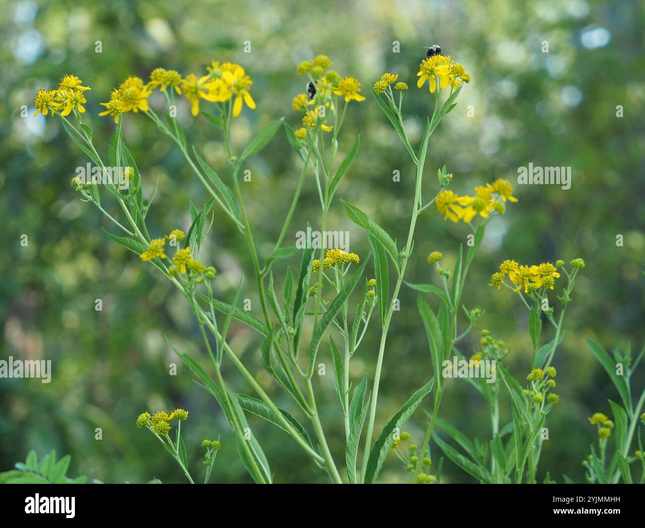 Wingstem (Verbesina alternifolia Stock Photo - Alamy