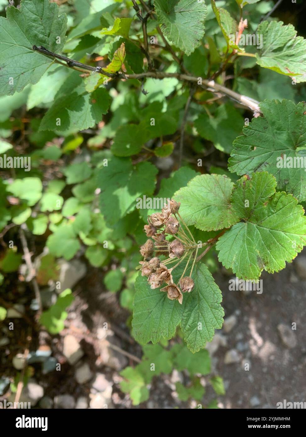 mallow-leaf ninebark (Physocarpus malvaceus Stock Photo - Alamy