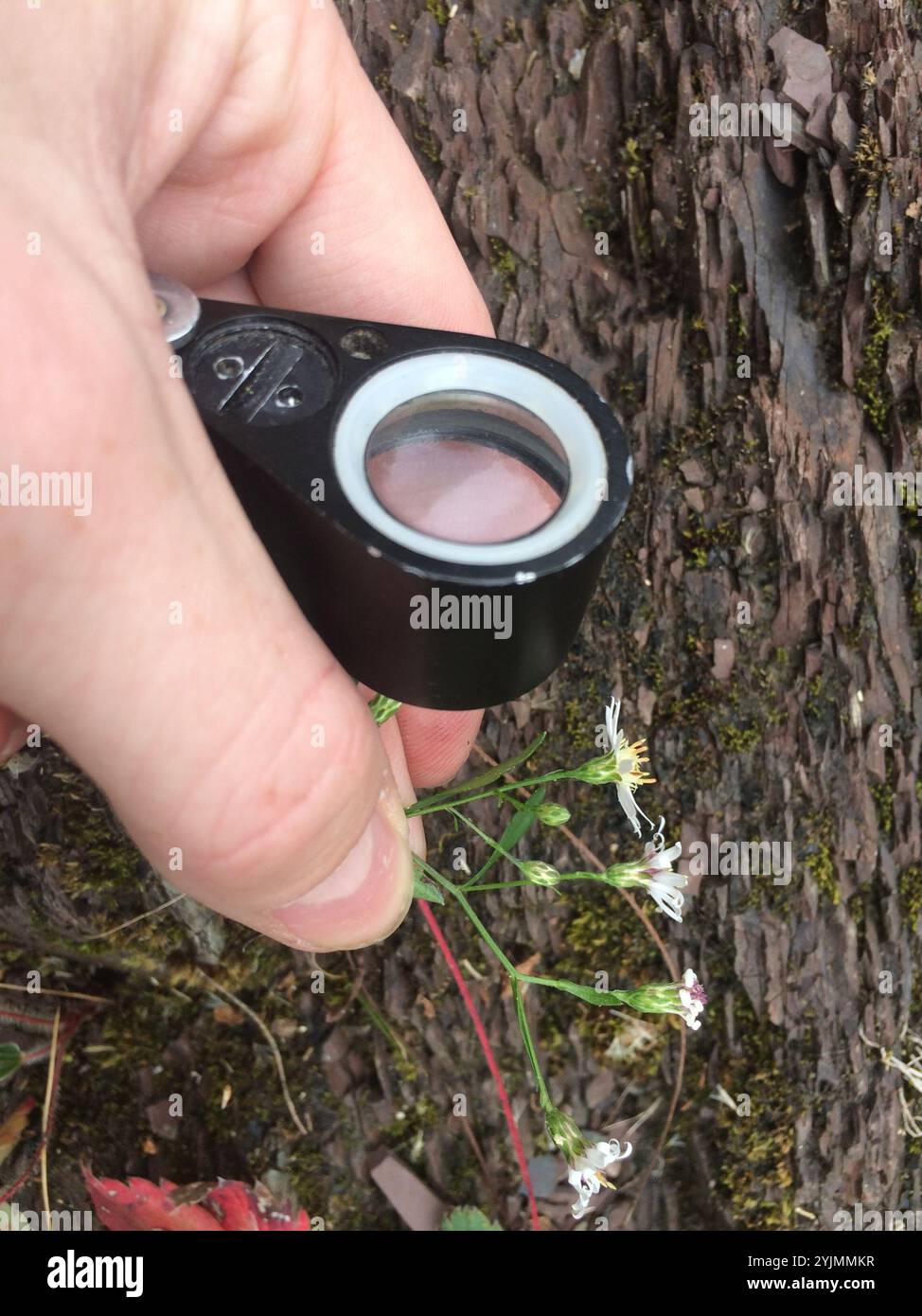 Tradescant's aster (Symphyotrichum tradescantii Stock Photo - Alamy