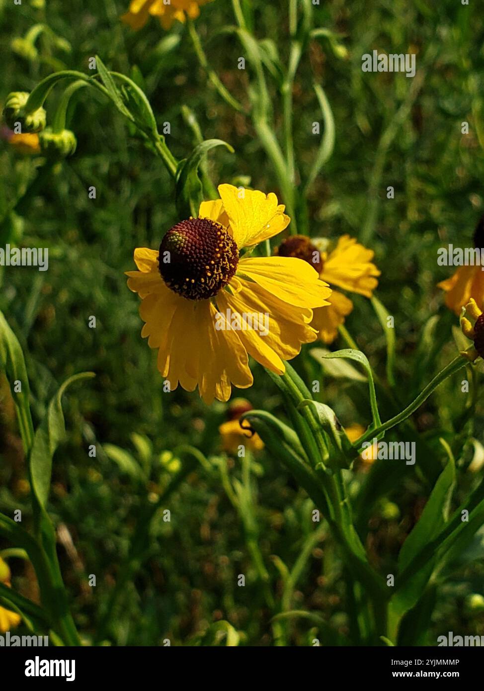 Southern Sneezeweed (Helenium flexuosum Stock Photo - Alamy
