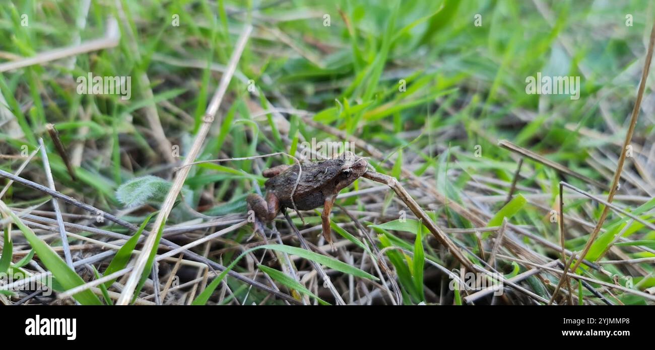 Common Eastern Froglet (Crinia signifera Stock Photo - Alamy