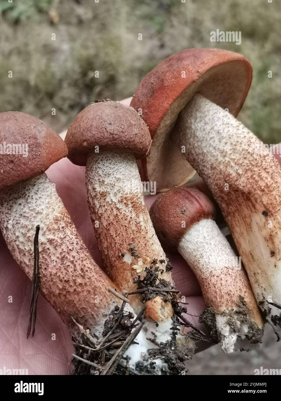 Red-capped Scaber Stalk (Leccinum aurantiacum Stock Photo - Alamy