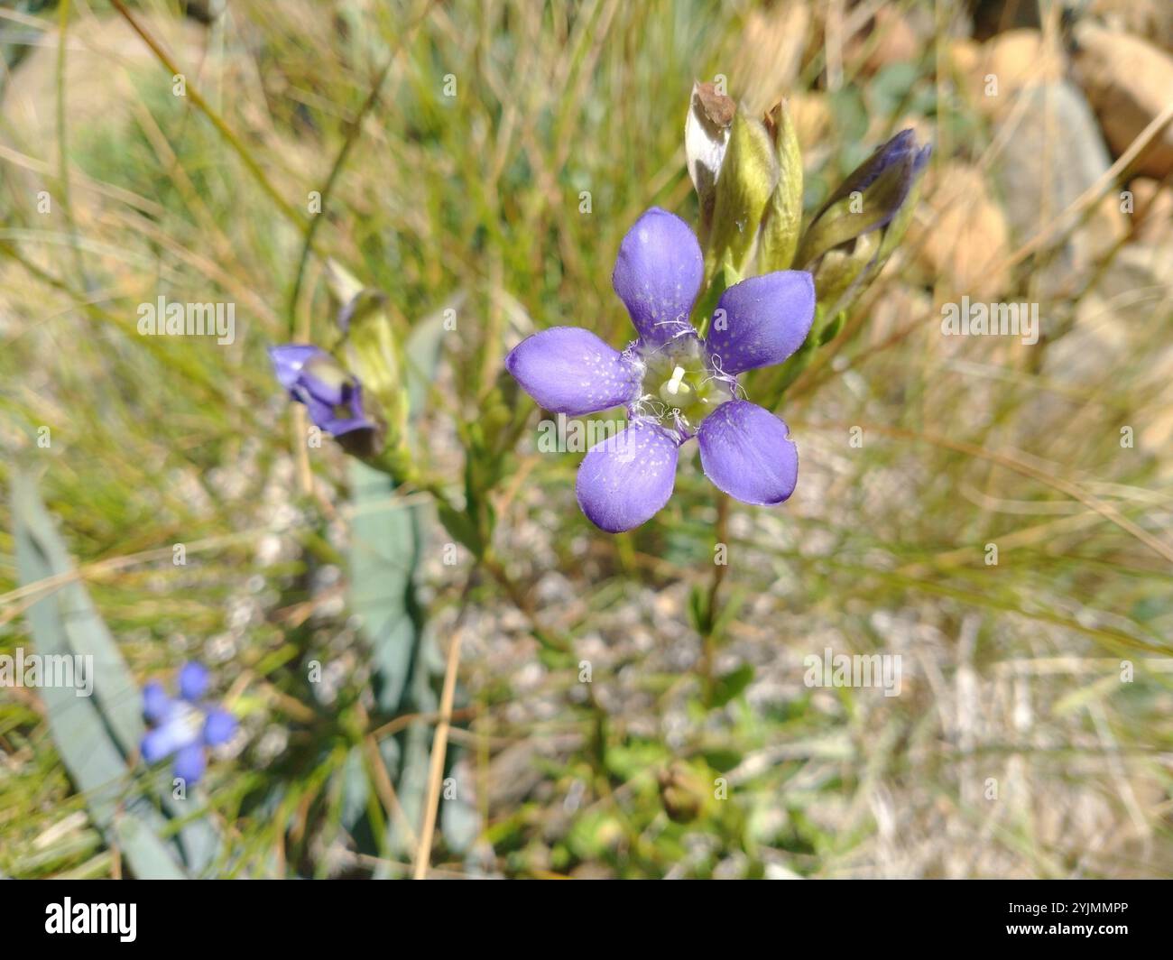 Mendocino gentian (Gentiana setigera Stock Photo - Alamy