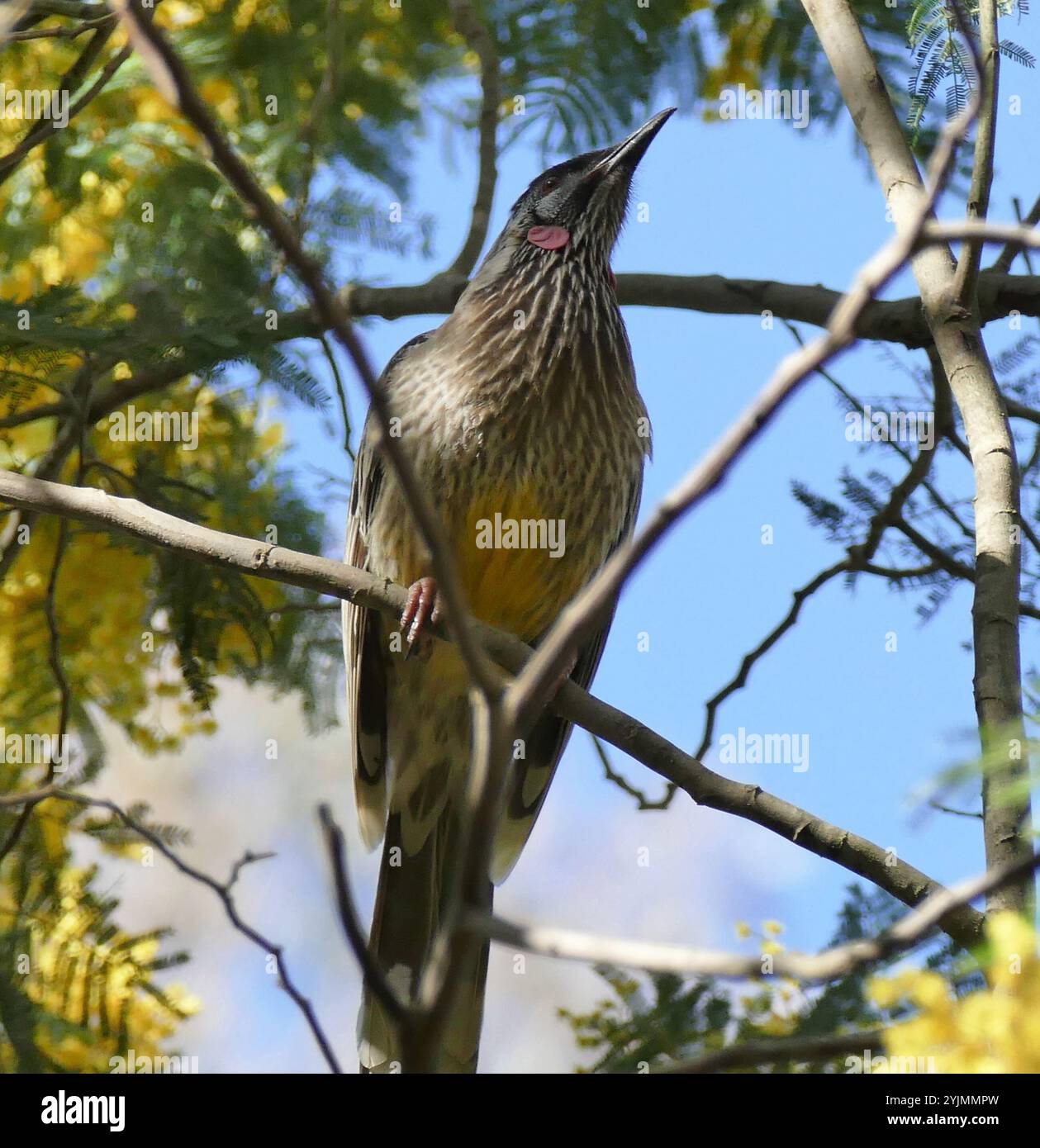 Red Wattlebird (Anthochaera carunculata Stock Photo - Alamy