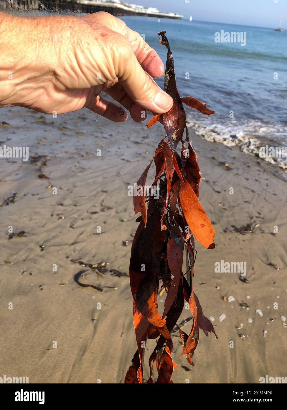Bleach Weed (Prionitis sternbergii Stock Photo - Alamy