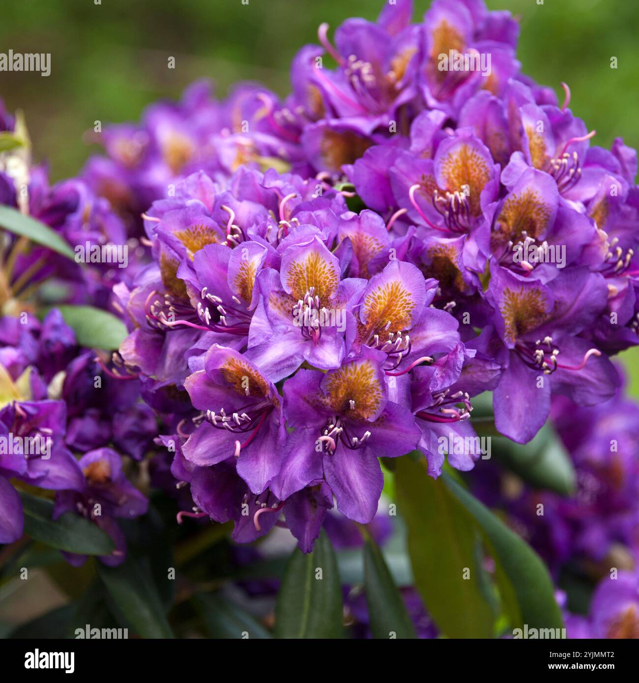 Pontic alpine rose hi-res stock photography and images - Alamy