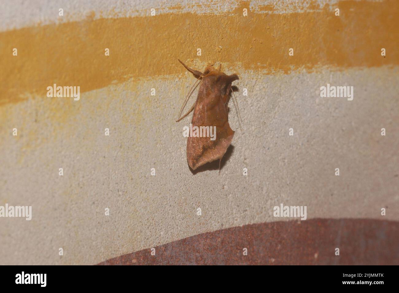 Plusiine Looper Moths (Plusiinae Stock Photo - Alamy