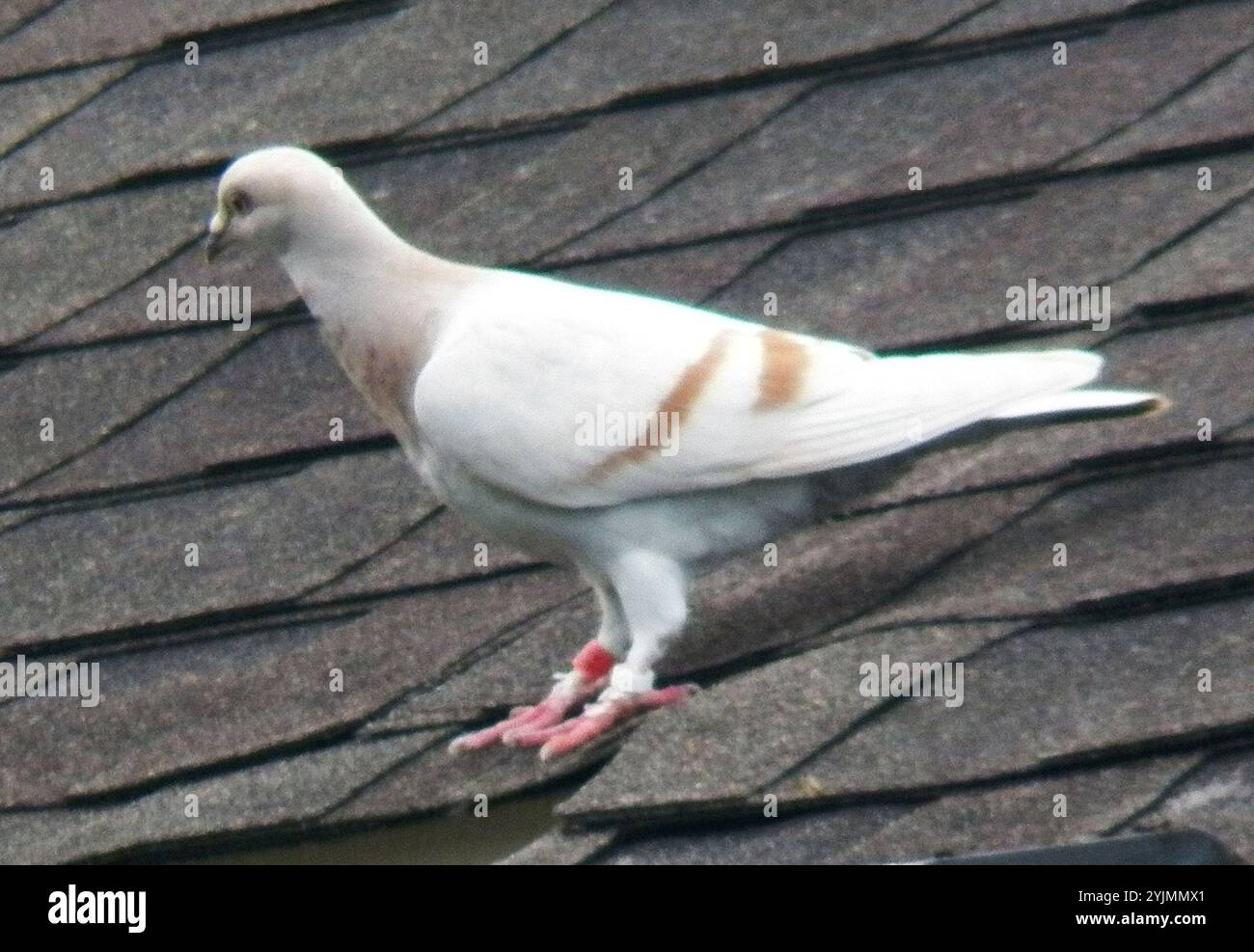 Rock Pigeon (Columba livia Stock Photo - Alamy