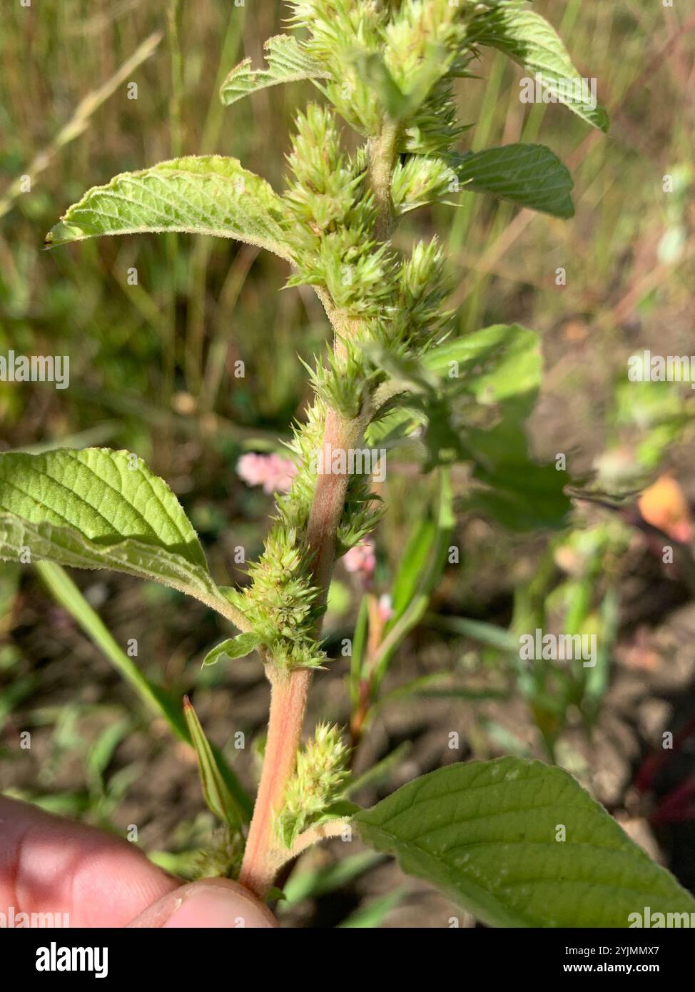 Redroot Amaranth (Amaranthus retroflexus Stock Photo - Alamy