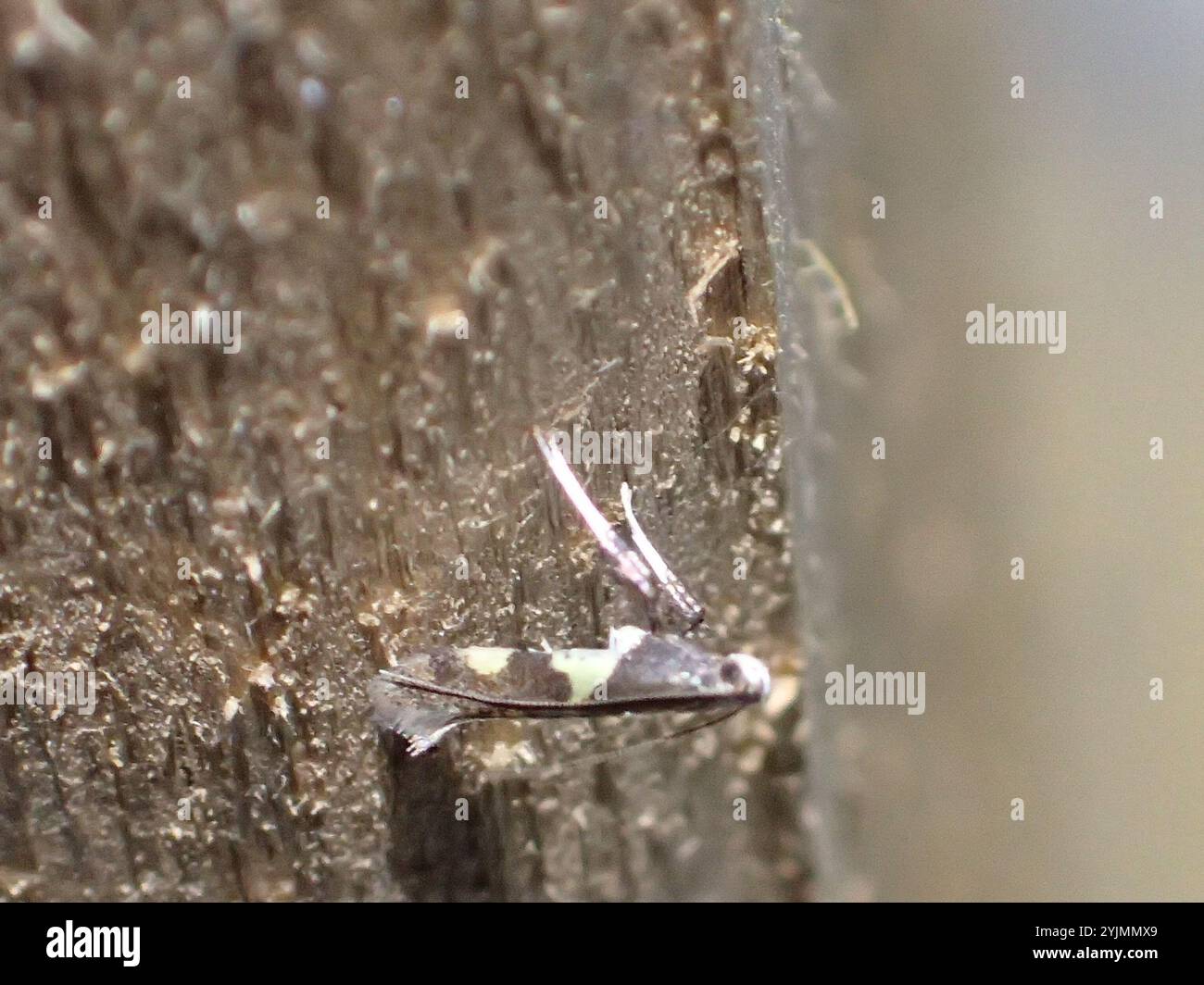 Maple Caloptilia Moth (Caloptilia bimaculatella Stock Photo - Alamy