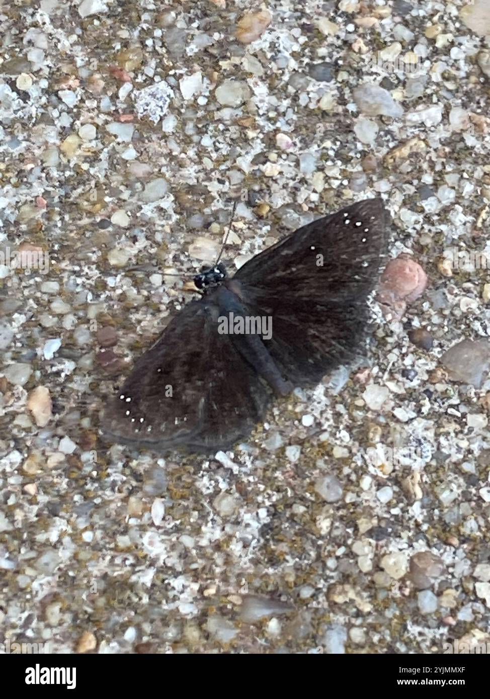 Common Sootywing (Pholisora catullus Stock Photo - Alamy