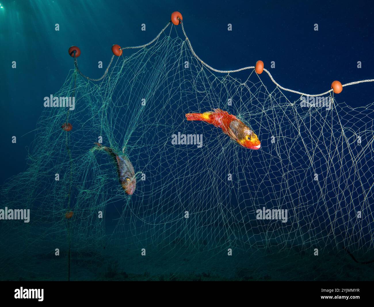 Porgy hi-res stock photography and images - Alamy