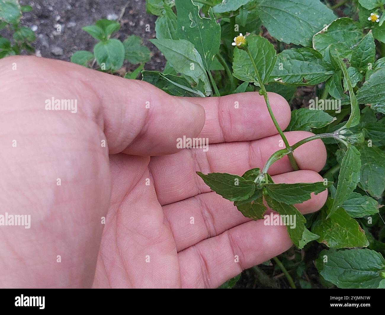 Gallant Soldier (Galinsoga parviflora Stock Photo - Alamy