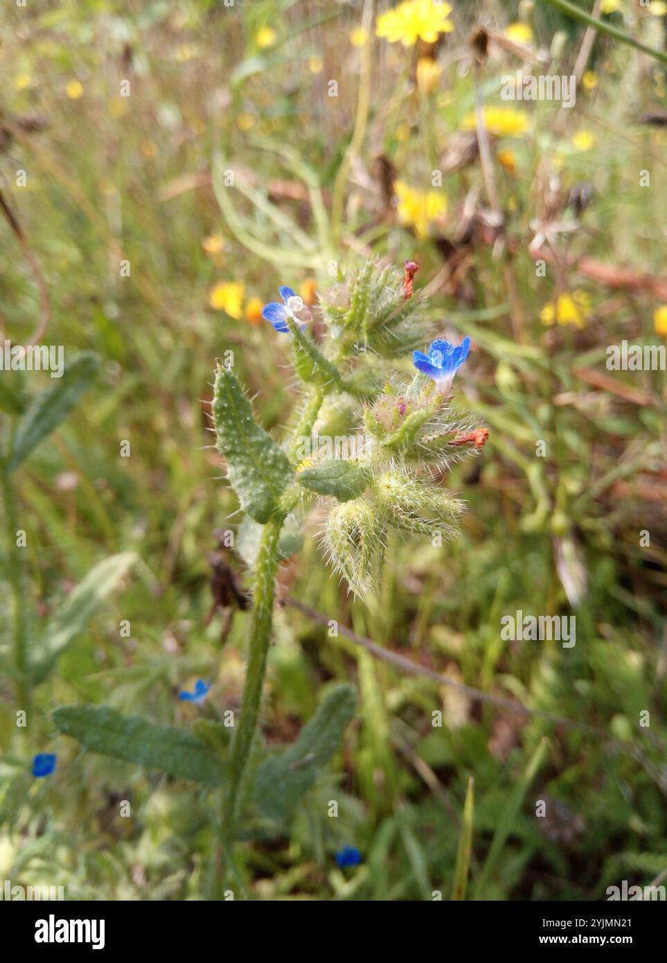 small bugloss (Anchusa arvensis Stock Photo - Alamy