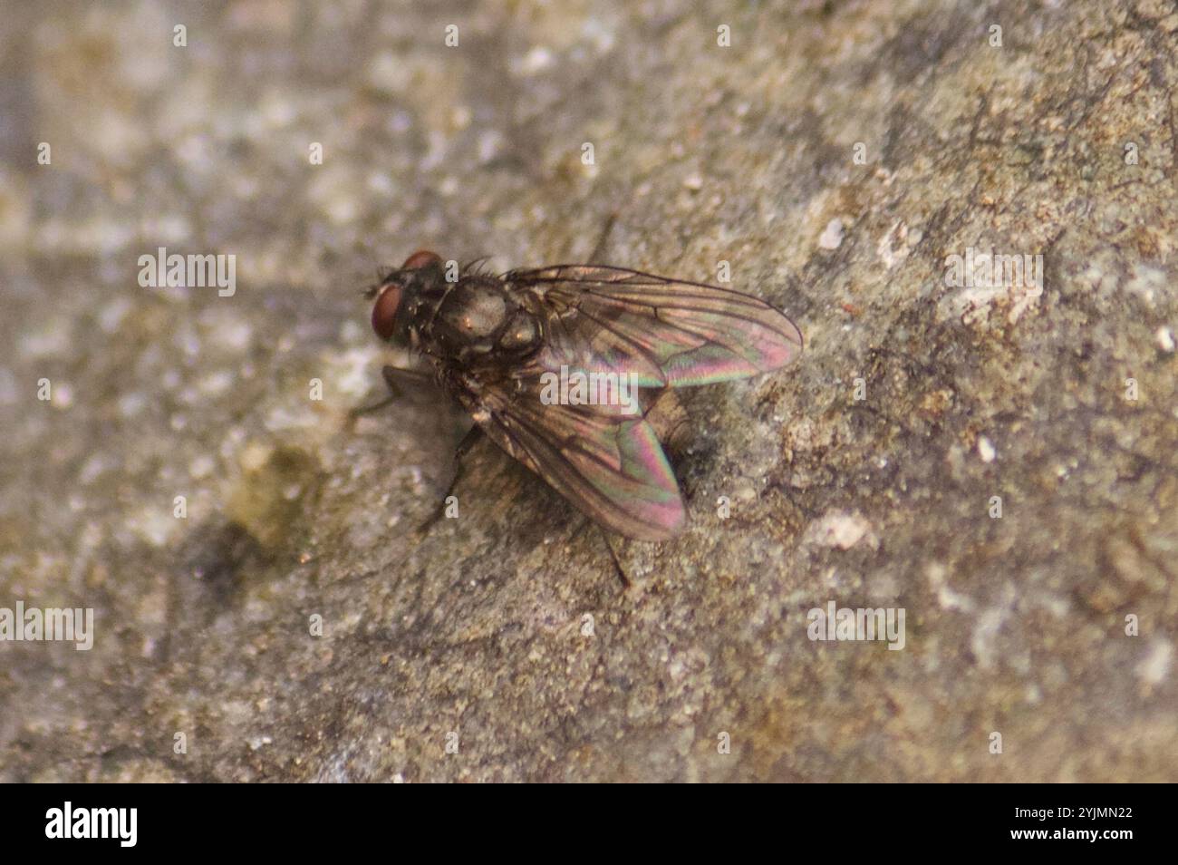 Common House Fly (Musca domestica Stock Photo - Alamy