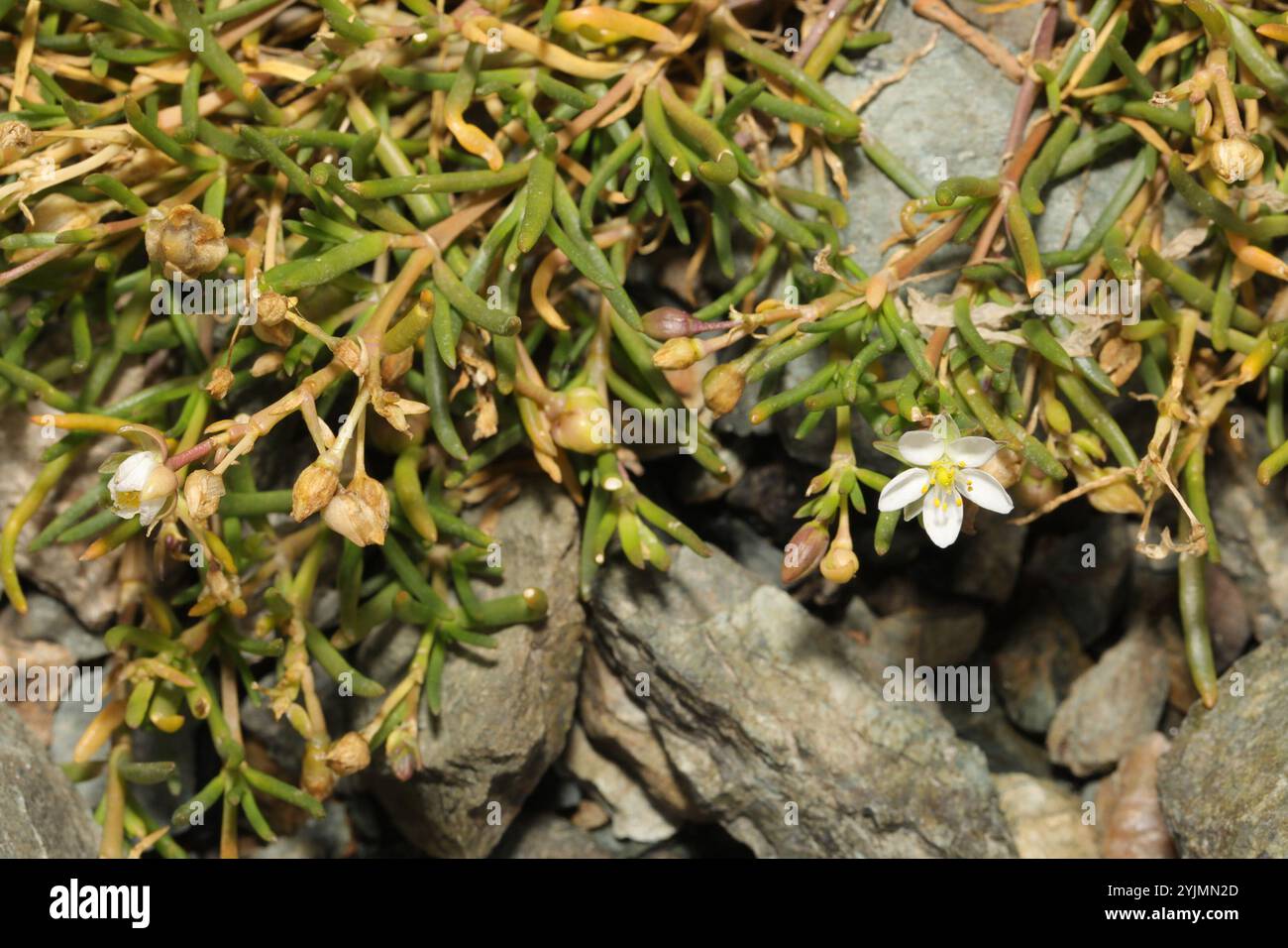 Spergularia media hi-res stock photography and images - Alamy