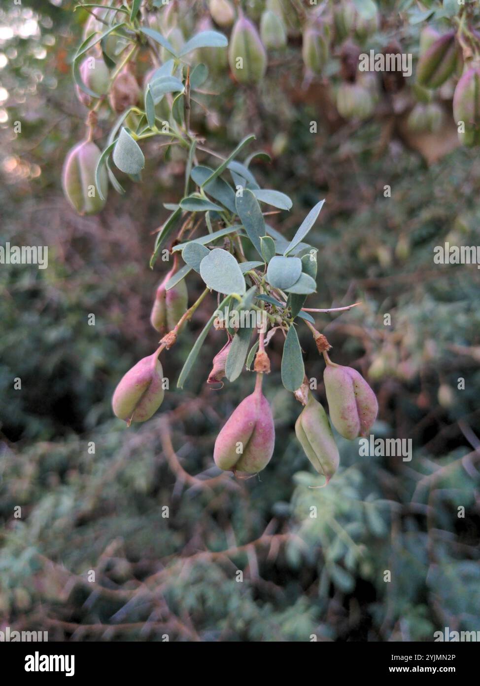 russian salt tree (Caragana halodendron Stock Photo - Alamy