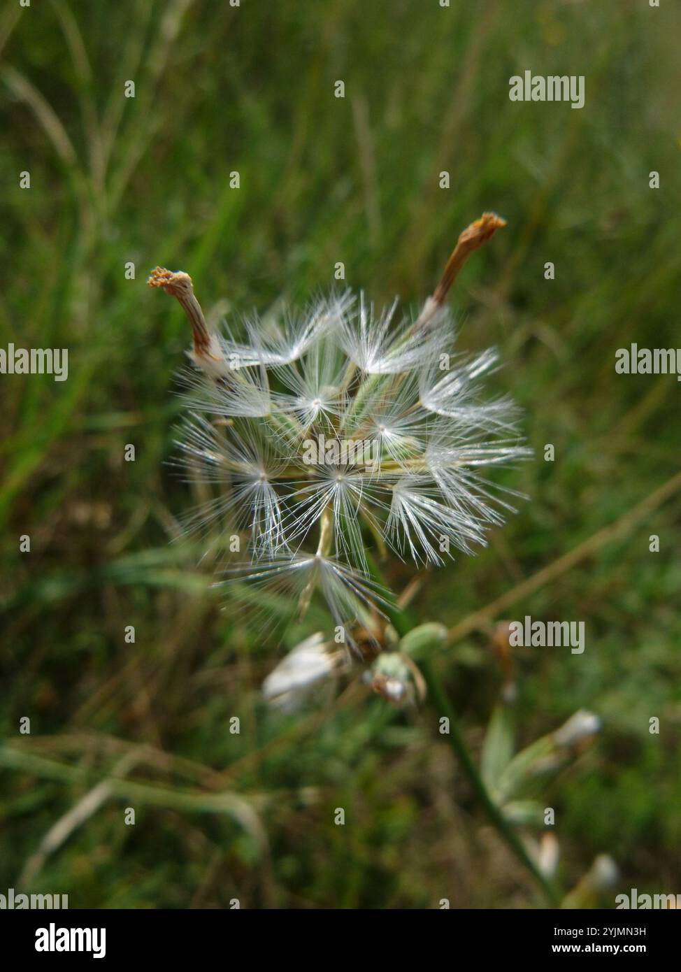 Rush Skeletonweed (Chondrilla juncea Stock Photo - Alamy