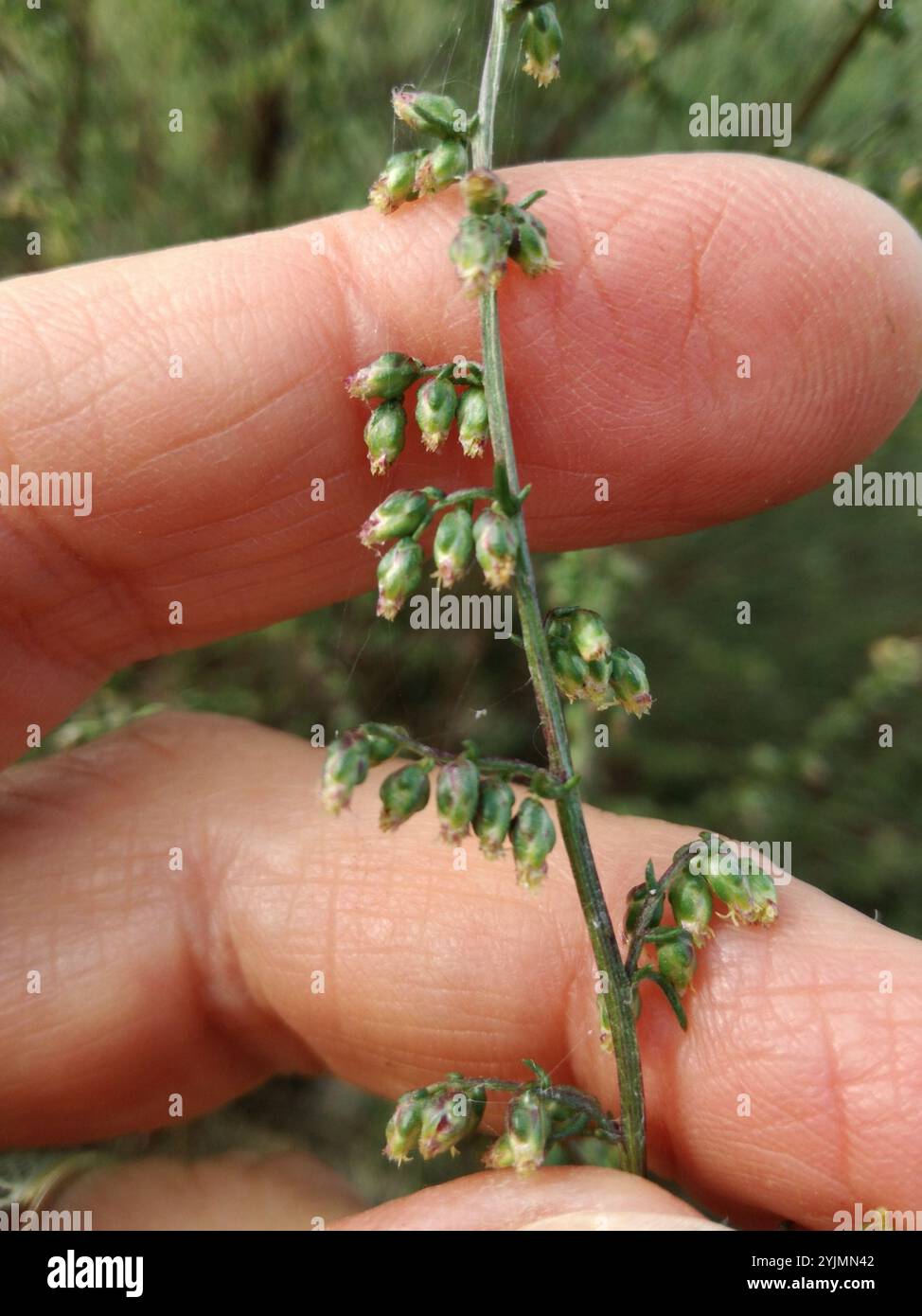 Field Sagewort (Artemisia campestris Stock Photo - Alamy