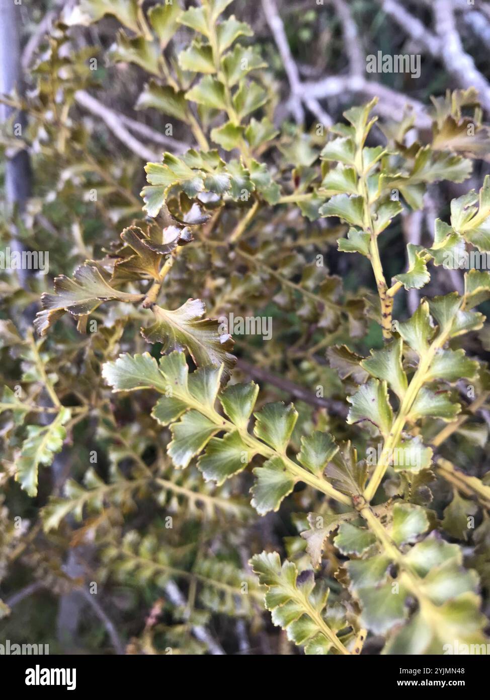 celery pine (Phyllocladus trichomanoides Stock Photo - Alamy